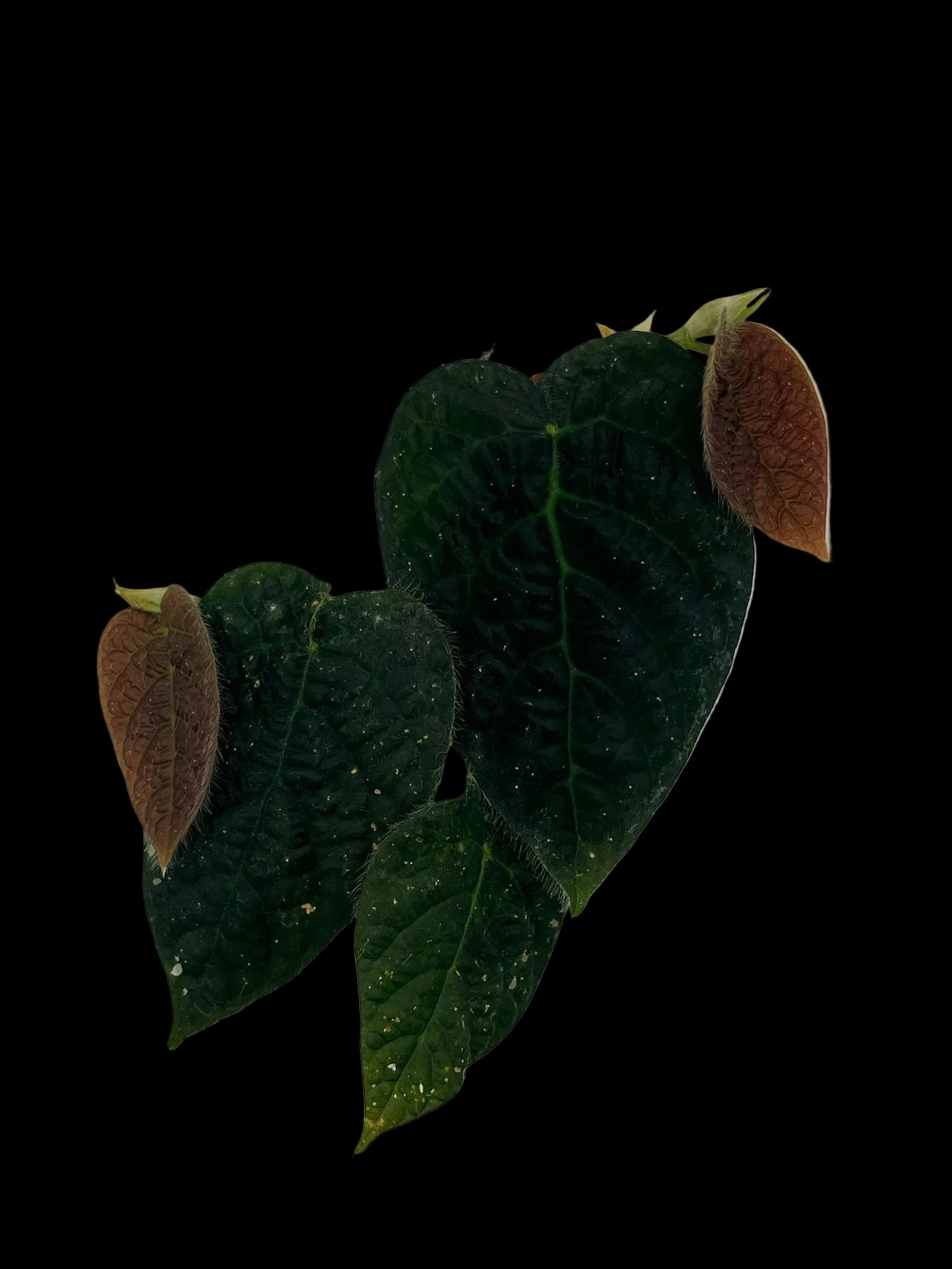 Ficus villosa – Nepenthesgrower
